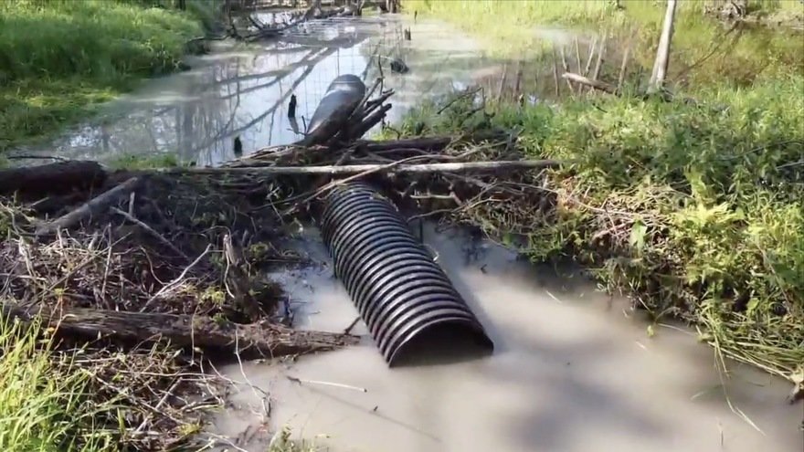 How Beaver Deceivers Make Them Stop Giving a Dam - Core77