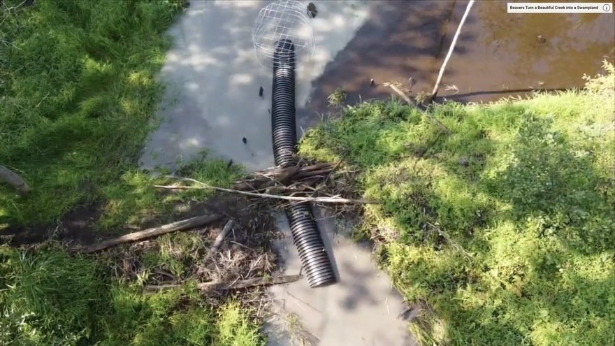 How Beaver Deceivers Make Them Stop Giving a Dam - Core77
