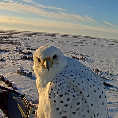 Rare, Majestic Bird Keeps Photobombing Northern Lights Observation ...