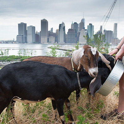 In New York City Parks, Goats Save the Day - Core77