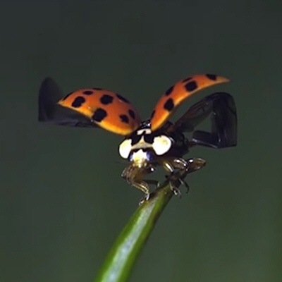 Slow-Mo Video of a Ladybug Unfolding Its Hidden Wings and Taking Off ...