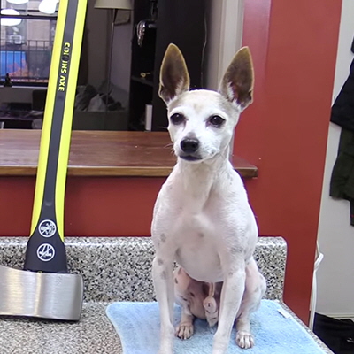 UX Designer Invents Dog-and-Axe-Powered Machine to Perfectly Roast a ...