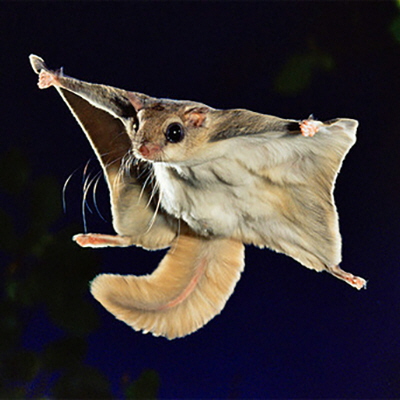 Animals with Patagia are Freaky But Awesome - Core77