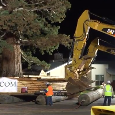 How to Move an 800,000 Pound Tree - Core77