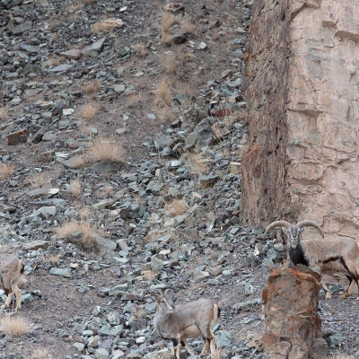 Can You Spot the Leopard Hiding in This Photo? - Core77