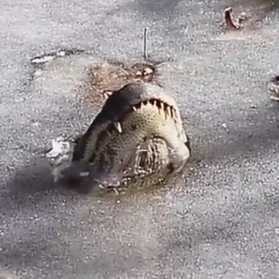 Alligators Frozen Alive in Ice in North Carolina Demonstrate Old-School ...