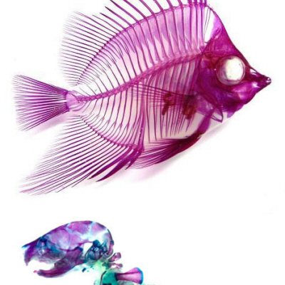 Science or art? Transparent animals with colored skeletons - Core77