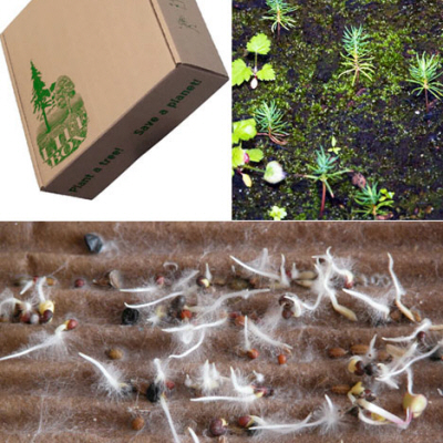 The Life Box: Packaging that turns into trees - Core77