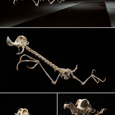 Three Artists' Takes on Fanciful Skeletons - Core77