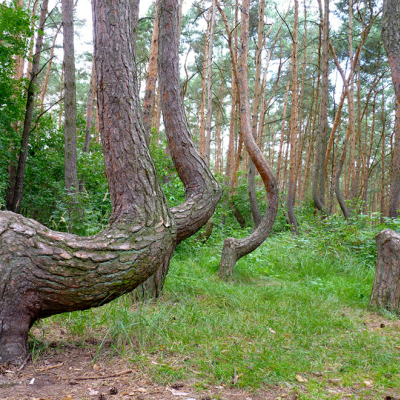 Poland's Forgotten Crooked Forest: What Were They Going to Build With ...