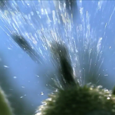Video of Plants that Explode - Core77
