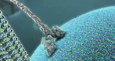 BioVisions' The Inner Life of the Cell - Core77