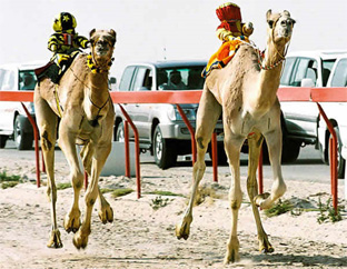 2005: Robotic Camel Racers, and more - Core77